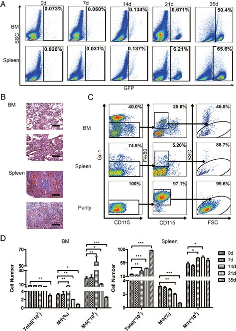 Figure 1 From Characteristics Of Leukemia Associated Diverse Functional