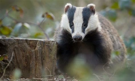 Gardaí Appeal For Witnesses In Suspected Badger Baiting Agrilandie