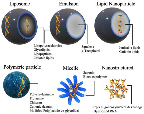 Multifunctional Immunoadjuvants For Use In Minimalist Nucleic Acid Vaccines