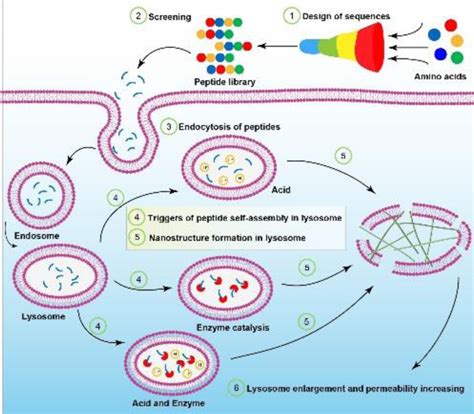 Lysosomal Peptide Self‐assembly To Control Cell Behavior Li 2024