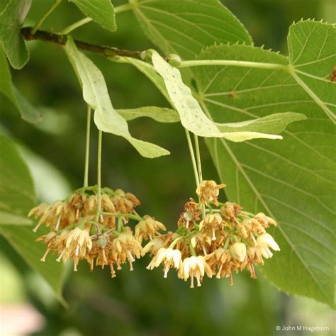 Linden Tree Flowers Identification