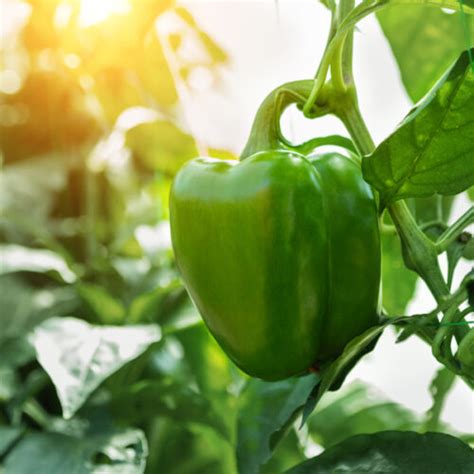 Grow Capsicum Abc Gardening Australia Magazine