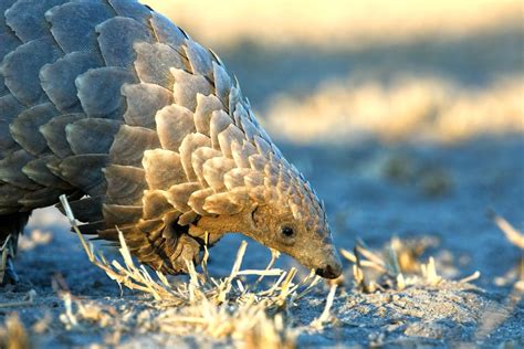 Africas Big Five Everything You Need To Know