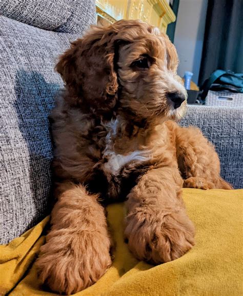 Life With A 2 Month Old Cockapoo Puppy Whats It Like