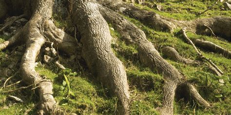 Tree Root Identification Uk At Wanda Hatton Blog