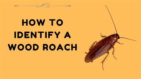 Wood Roach Vs Cockroach The Shocking Differences You Need To Know
