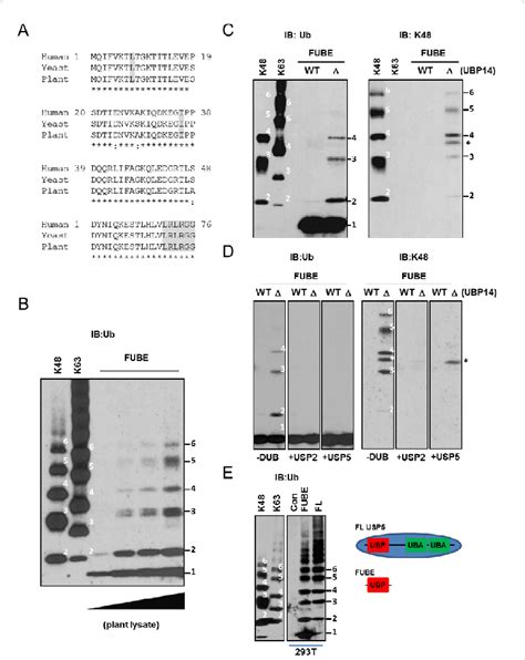 The High Conservation Of The Ubiquitin Sequence Permits Fube