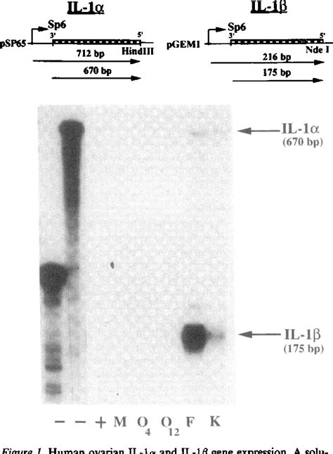 Figure 1 From Human Intraovarian Interleukin 1 Il 1 System Highly