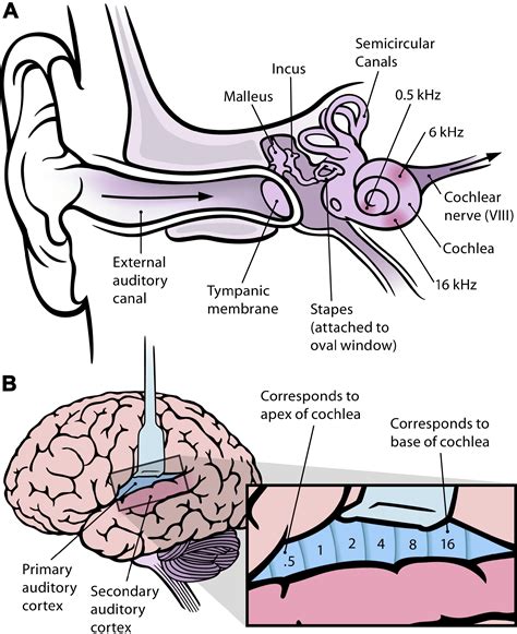 The Neuroscience Of Music The Pipettepen