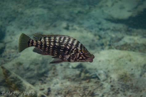 Lobochilotes Labiatus Kisambala
