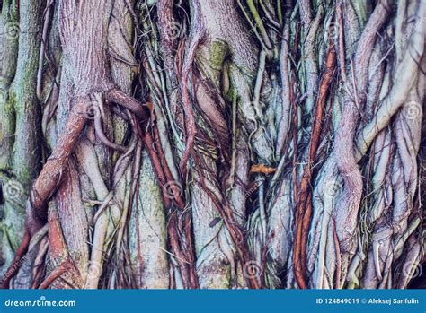 Texture Of Root Oak Wood Texture Royalty Free Stock Image