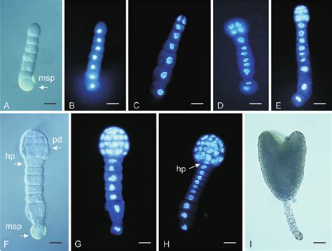 Initial Cell Patterning During The Development Of Embryos With A Long