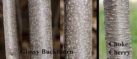 Chokecherry Tree Bark At Daniel Parish Blog