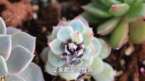 Dolol Roboflow Universe