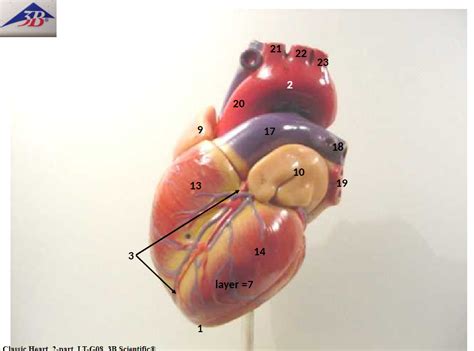Heart 2 Diagram Quizlet