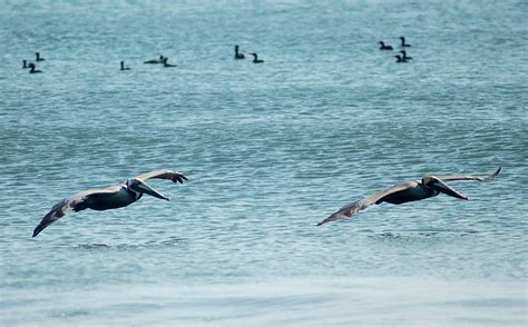 Edupic Shore Bird Images