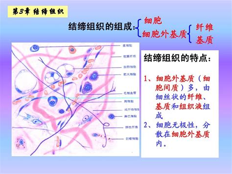 第3章 结缔组织 Word文档在线阅读与下载 无忧文档