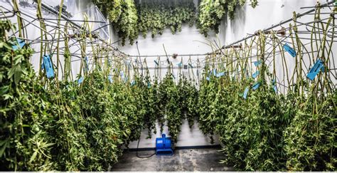 Why You Should Consider Using Stainless Steel Products For Weed Drying Harvest Supply Canada