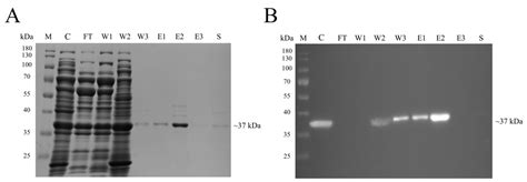 Simultaneous Production Of A Virus Like Particle Linked To Dsrna To Enhance Dsrna Delivery For
