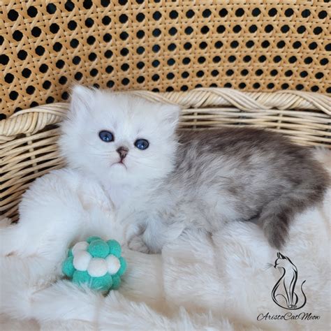 Cute Kittens For Adoption In Tennessee And Beyond