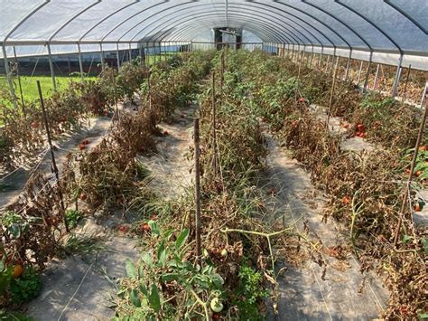 Tomato Pinworm Vegetable Insects And Their Management