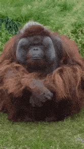 Orangutan Memes S Imgflip