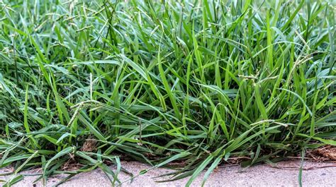 Why Does Crab Grass Grow Storables