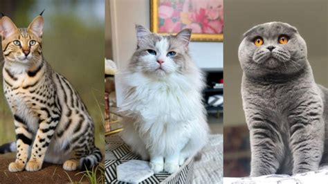 The 25 Most Luxurious And Expensive Cat Breeds In The World Exploring
