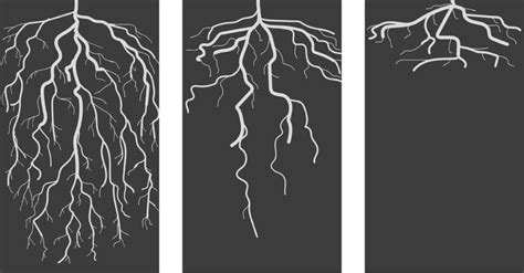 Assessment Of Root Growth Nutrinorm