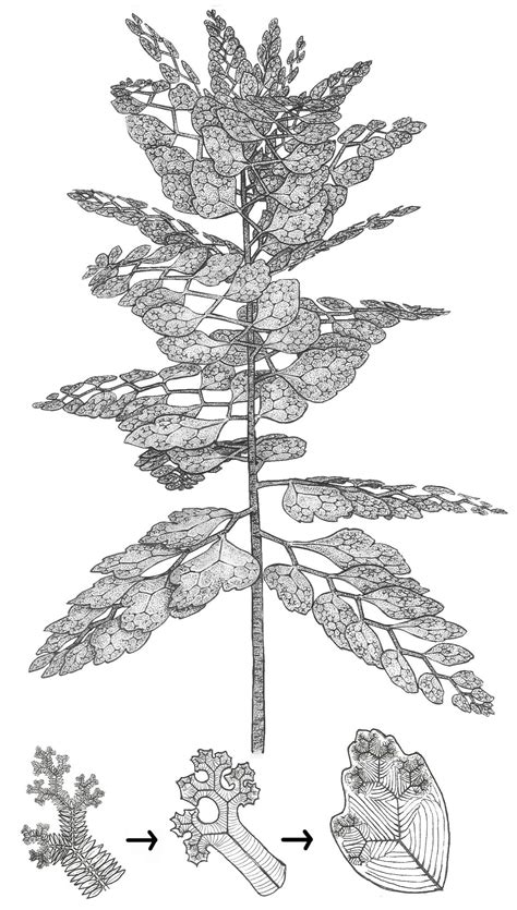 Speculative Tree Based Off Selagionella Part 2 R Speculativeevolution