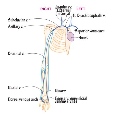 Gross Anatomy Glossary Veins Upper Extremity Ditki Medical