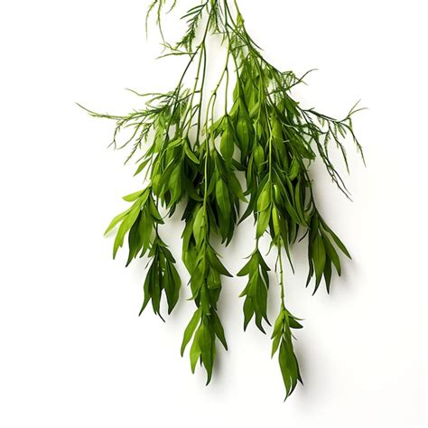 Premium Ai Image Isolated Of Weeping Cypress Drooping Needle Like Leaves Hang Top View On