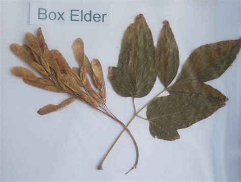 Types Of Leaves With Names And Pictures