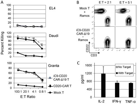 Cd20 Specific Effector Activity Of Transduced T Cells In Vitro A