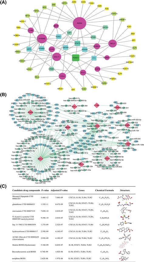 A Tf Gene Interaction Network Analysis Shared Genes Were Represented