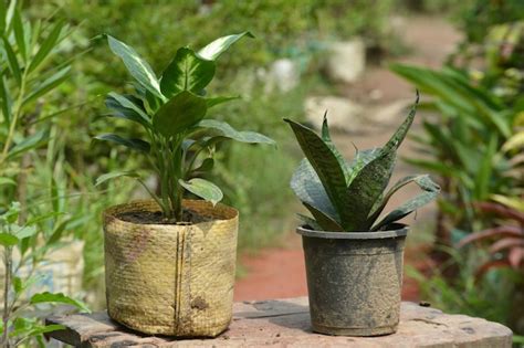 Premium Ai Image Two Plants