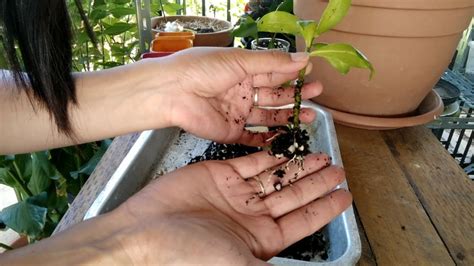 How To Grow Daphne From Cuttings Youtube