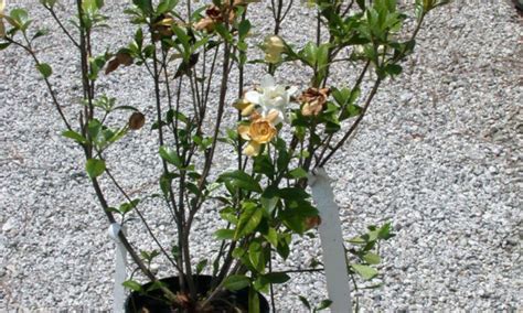 Shrubs Home And Garden Information Center