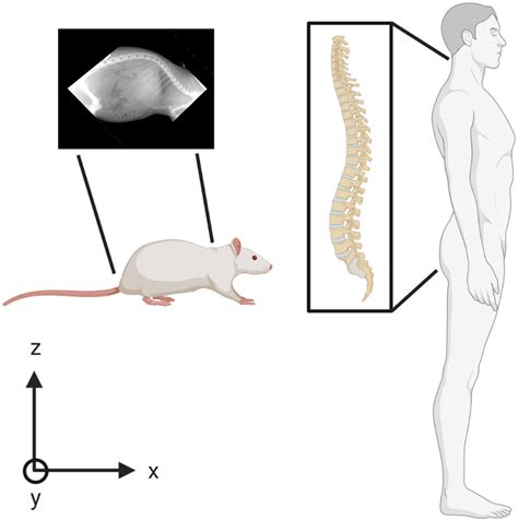 Orientation Of Quadrupeds Relative To Humans And Reference Axes For