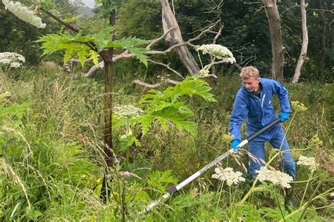 Giant Hogweed Scottish Invasive Species Initiative Sisi