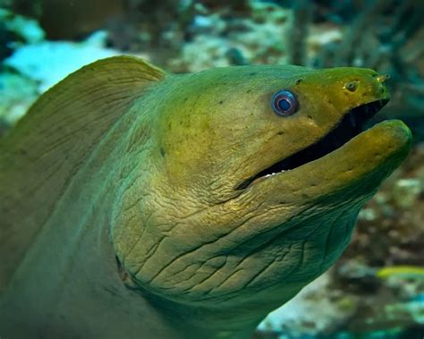 The Most Dangerous Species On The Planet