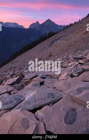 Trilobite Fossils On Mount Stephen Yoho National Park British