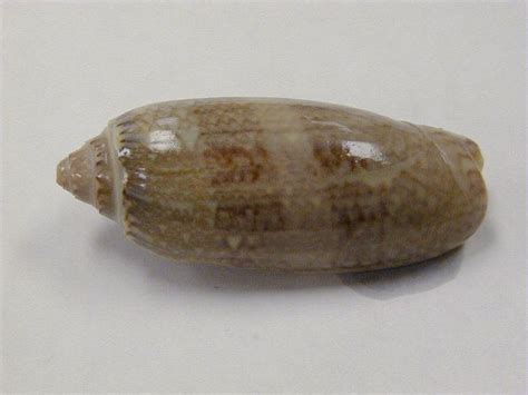 Lettered Olive Alchetron The Free Social Encyclopedia