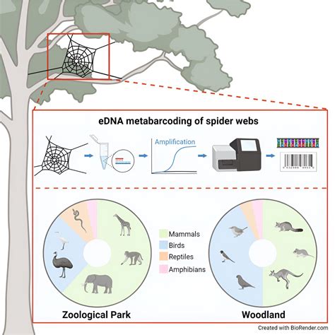 Natures Dna Traps Spider Webs Put New Spin On Wildlife Research