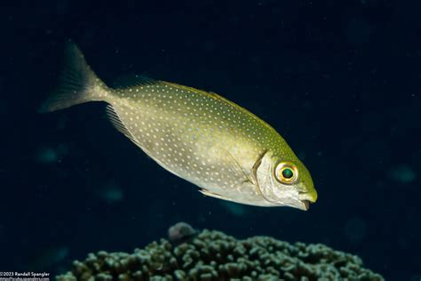 Mottled Rabbitfish Siganus Fuscescens Spanglers Scuba
