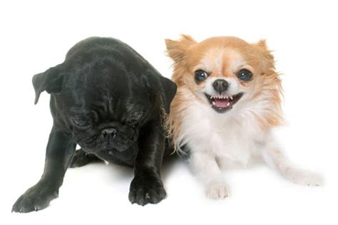 Chihuahua Enojado Banco De Fotos E Imágenes De Stock Istock