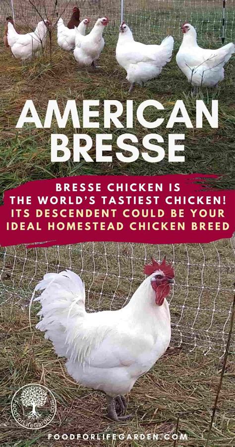 American Bresse Chicken The Ideal Homestead Chicken Breed Food For