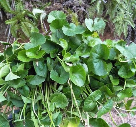 路边一野草，俗称 雷公根”，能美容除湿气，若遇见，请重视！