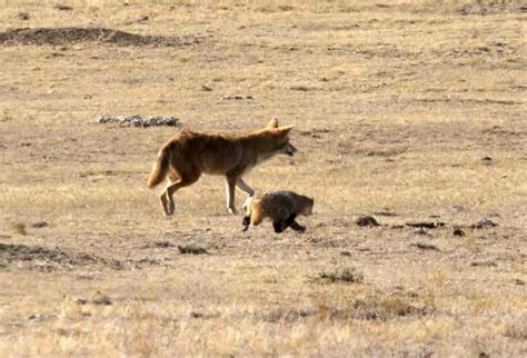 American Badger Hunting
