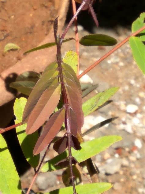 Suloshomegarden Cassia Auriculatasenna Auriculata